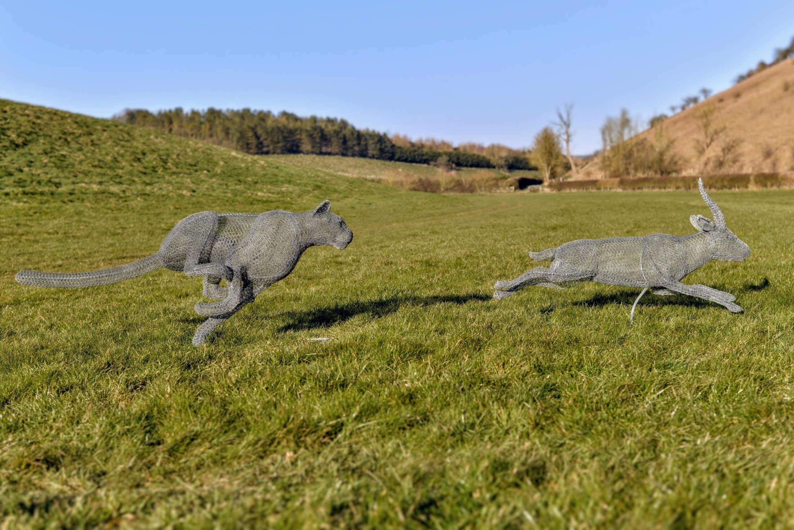 Charging Cheetah and Galloping Gazelle Take a Hot Dip